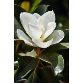 Magnolia Peach Raspberry Fragrance Oil