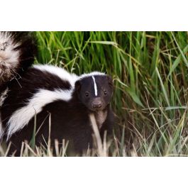 Skunk Fragrance Oil